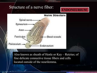 Nervous tissue | PPT