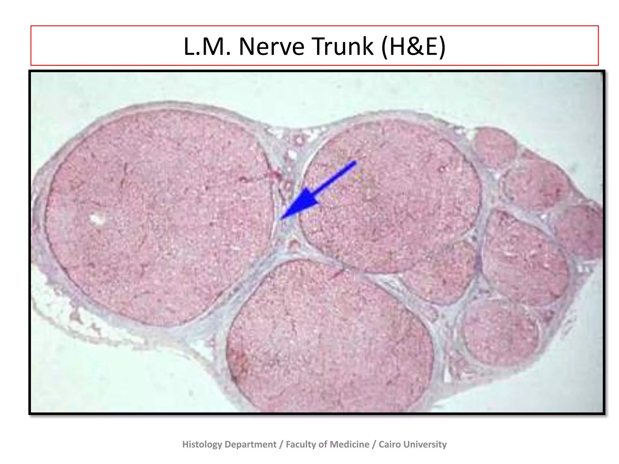 Nervous Tissue - Prac. Histology | PPTX