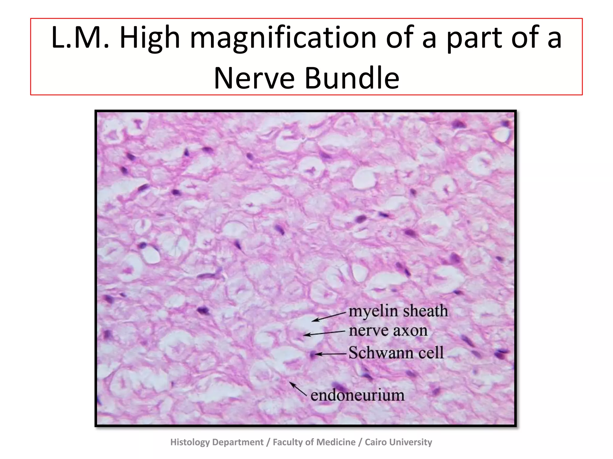 Nervous Tissue - Prac. Histology | PPTX