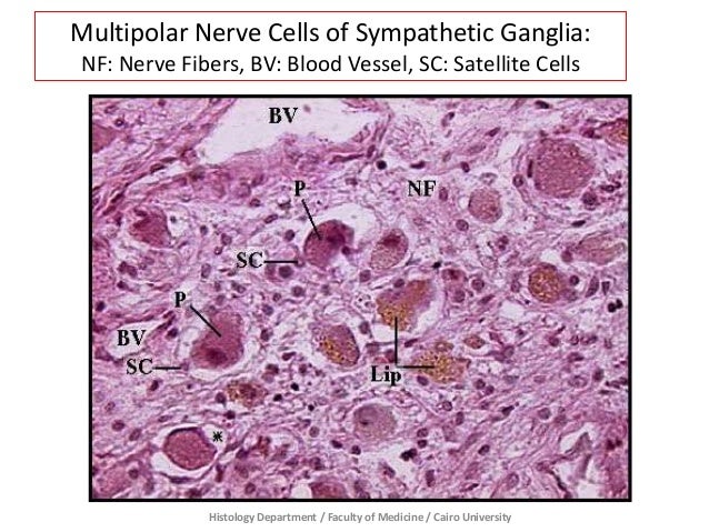 Microscope Nervous Tissue Labeled Micropedia