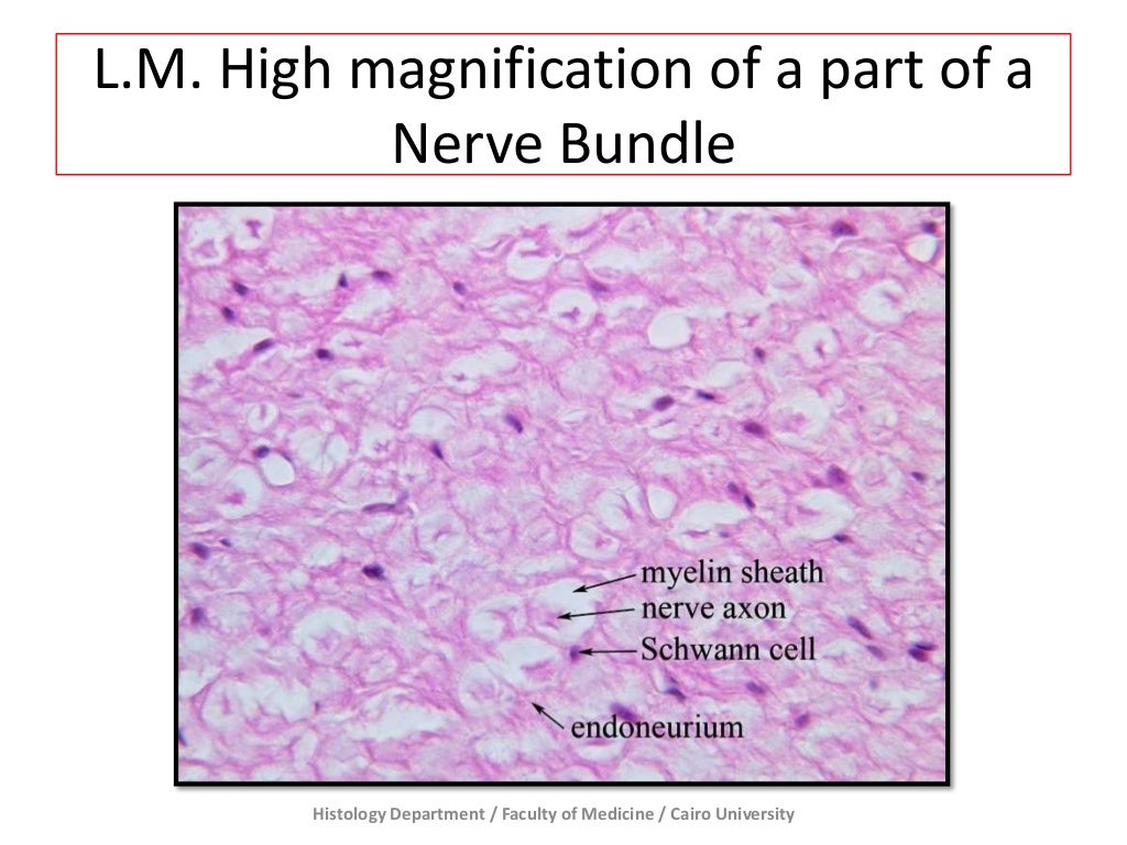 Nervous Tissue - Prac. Histology