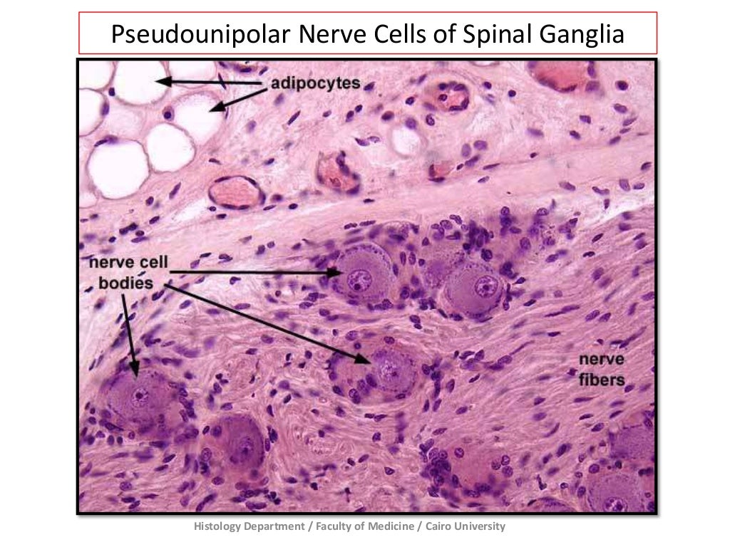 Nervous Tissue - Prac. Histology