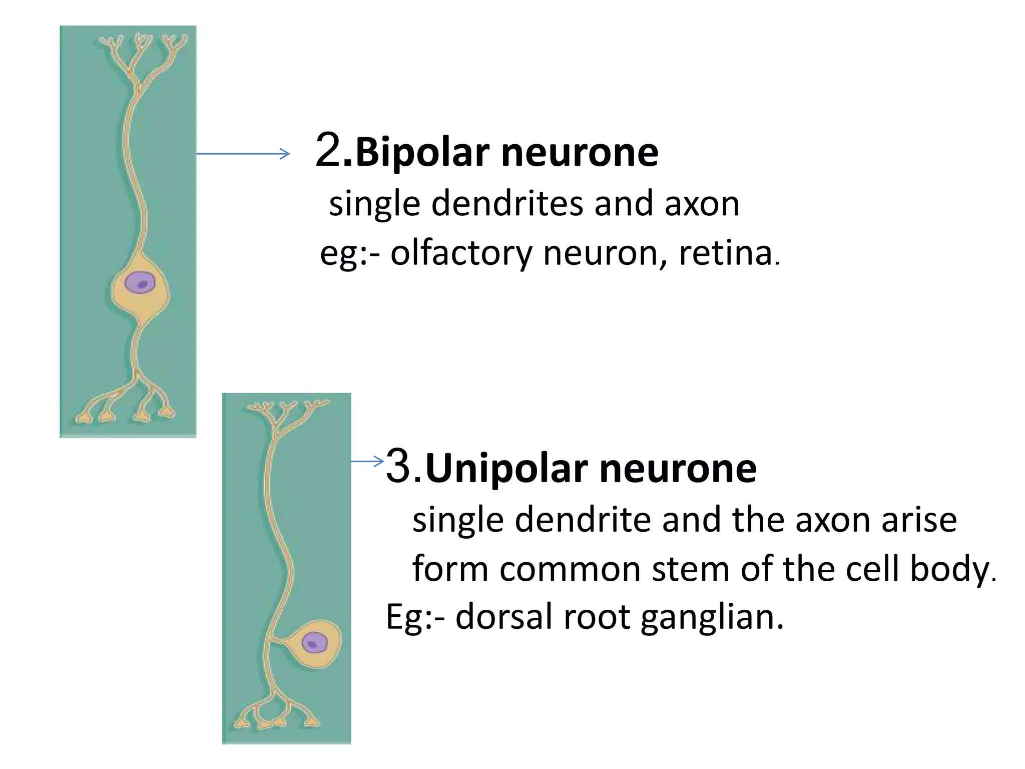 Nervous tissue | PPTX