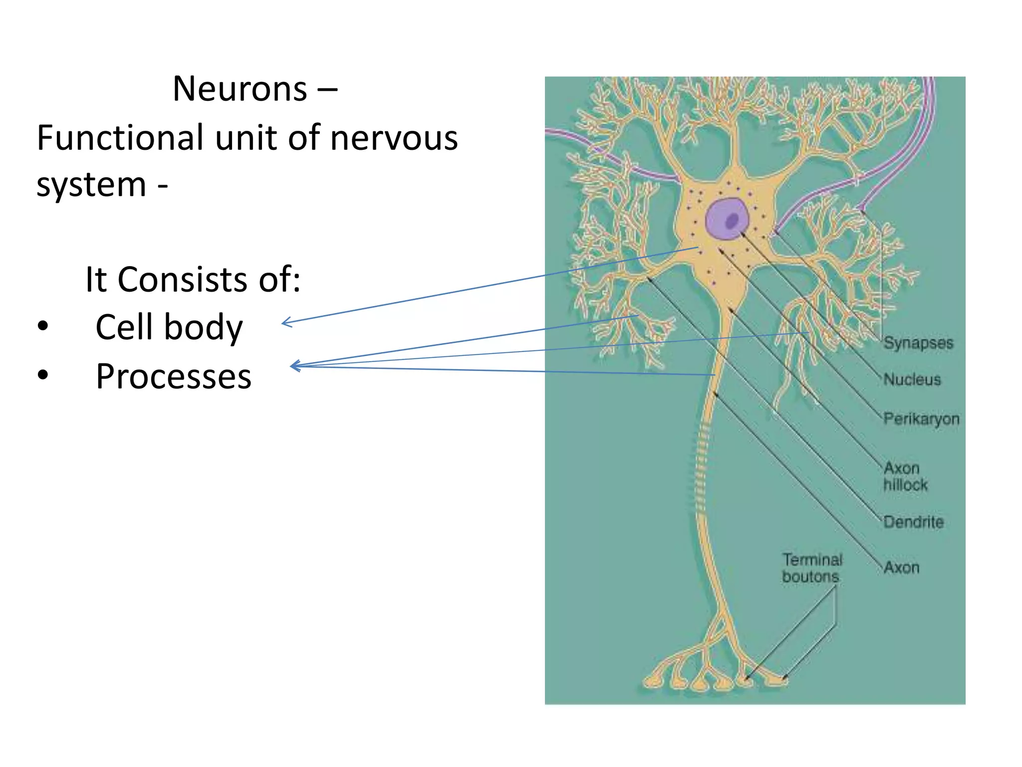 Nervous tissue | PPTX