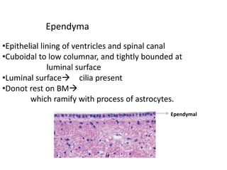 Nervous tissue | PPTX