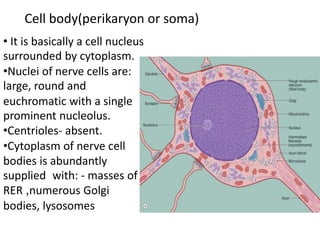 Nervous tissue | PPTX