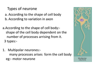 Nervous Tissue Definition