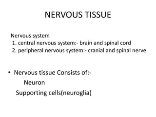 Nervous Tissue Definition