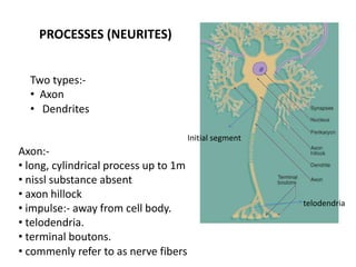Nervous Tissue Types