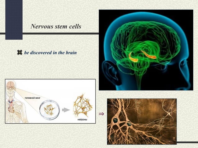 Nervous tissue | PPT