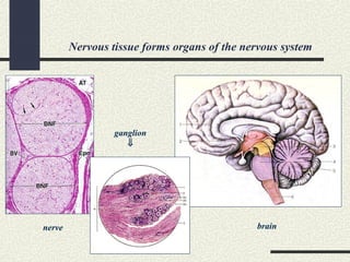 Brain Nervous Tissue