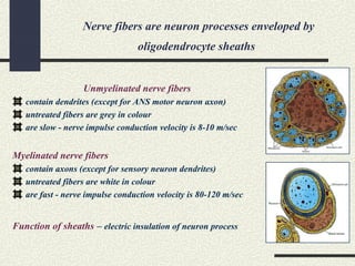 Nervous Tissue Processes