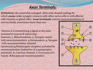 Nervous system | PPTX | First Aid | Injuries