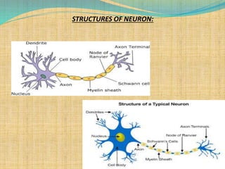 Nervous system | PPTX | First Aid | Injuries