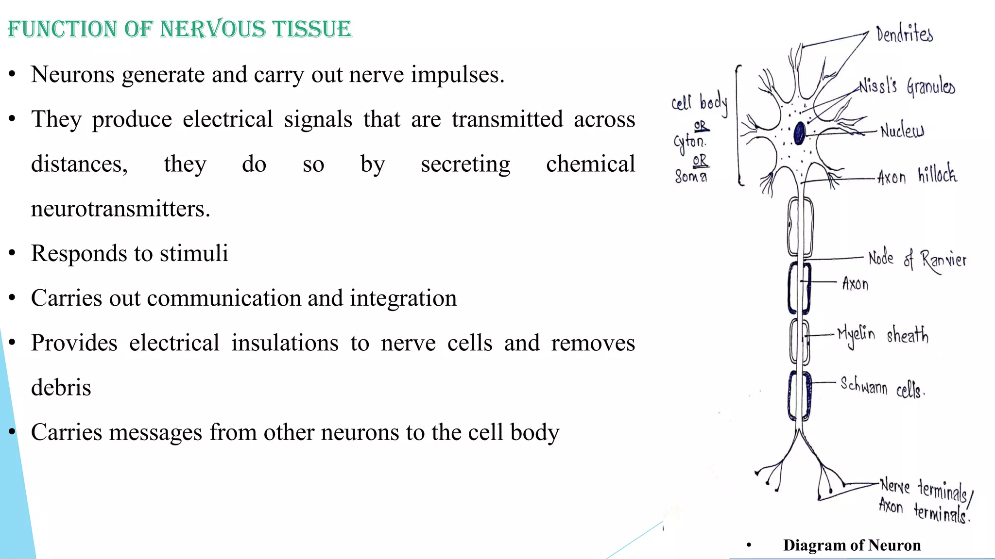 Nervous tissue | PDF