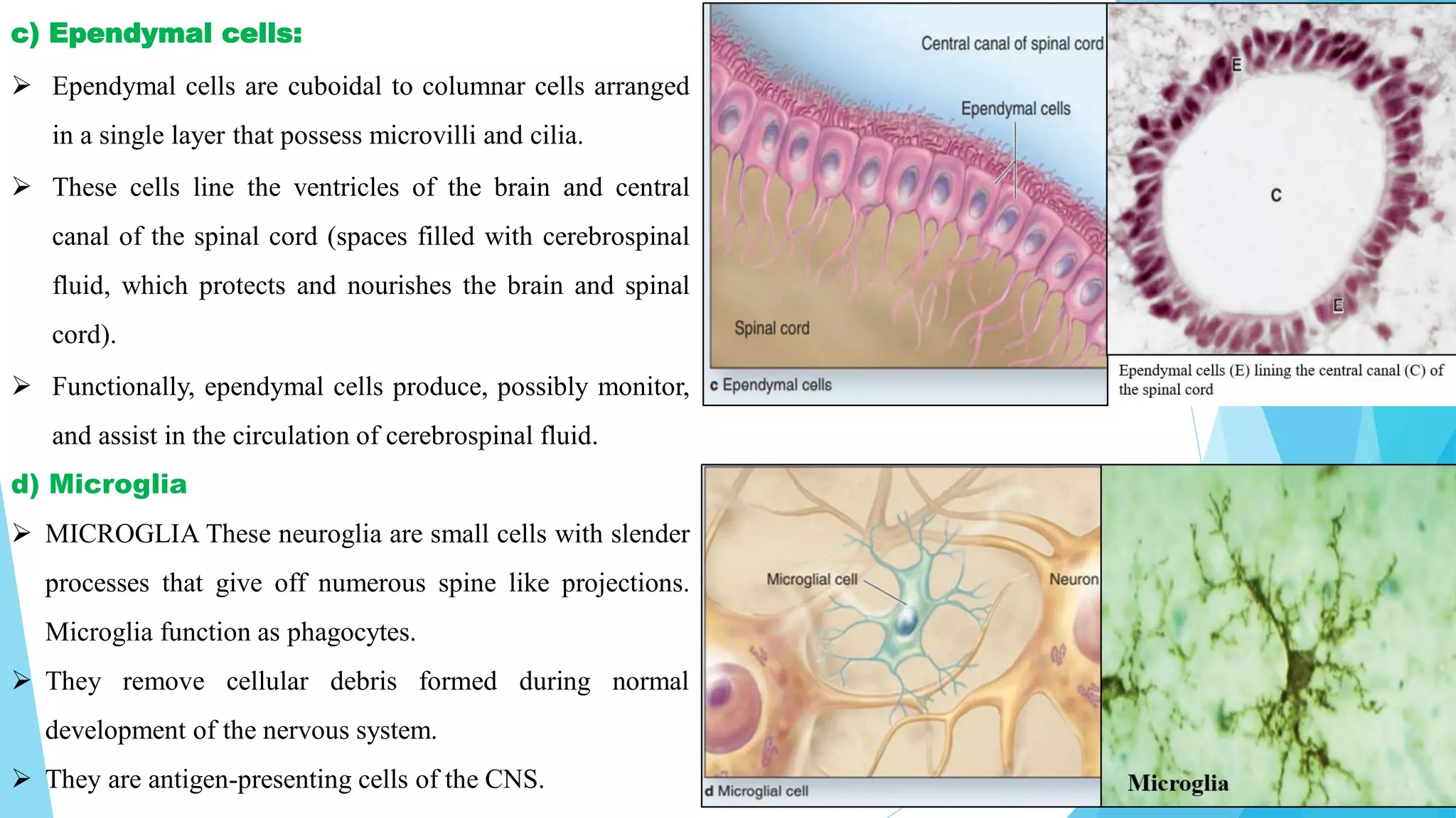 Nervous tissue | PDF