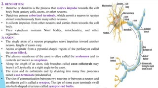 Nervous tissue | PDF