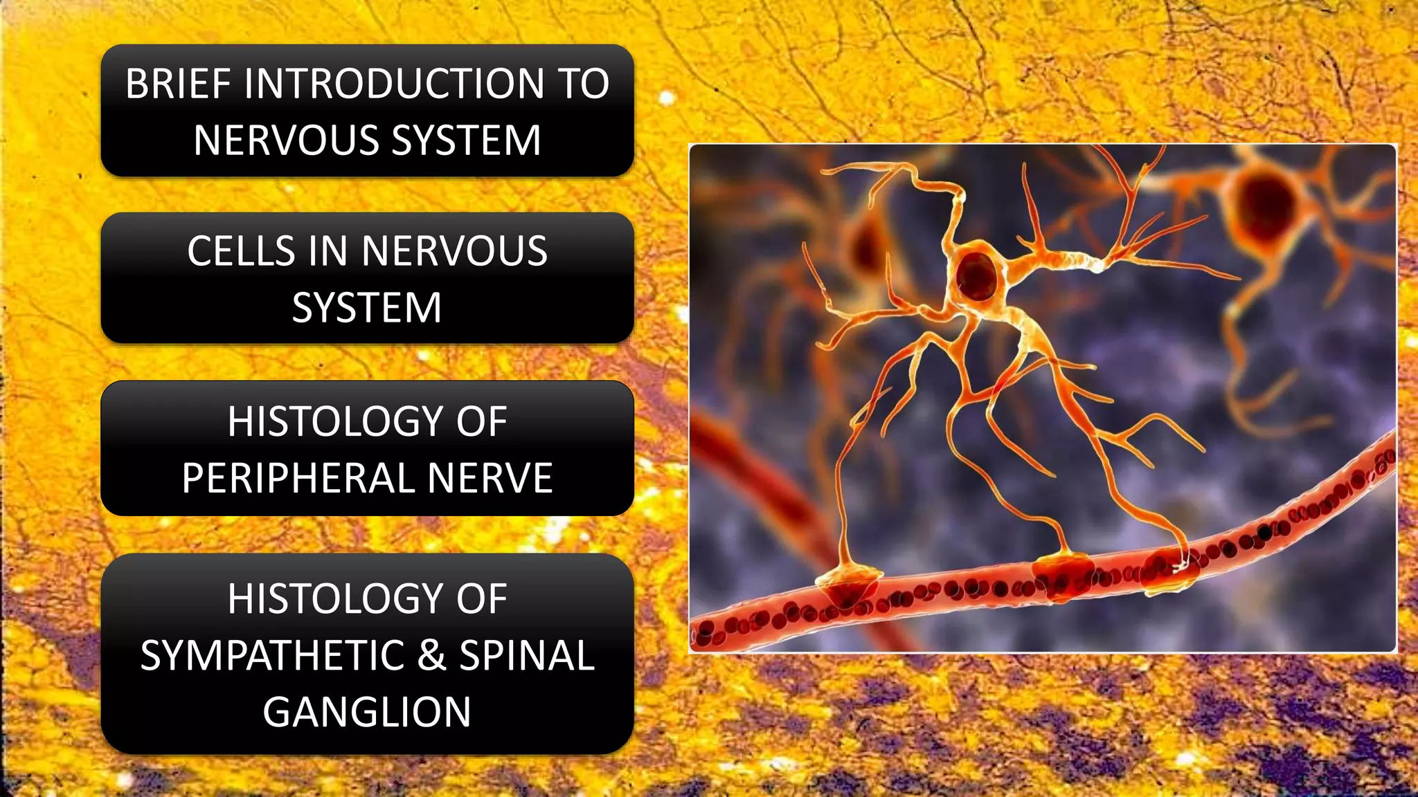 HISTOLOGY OF NERVOUS TISSUE - PART 1 | PPTX