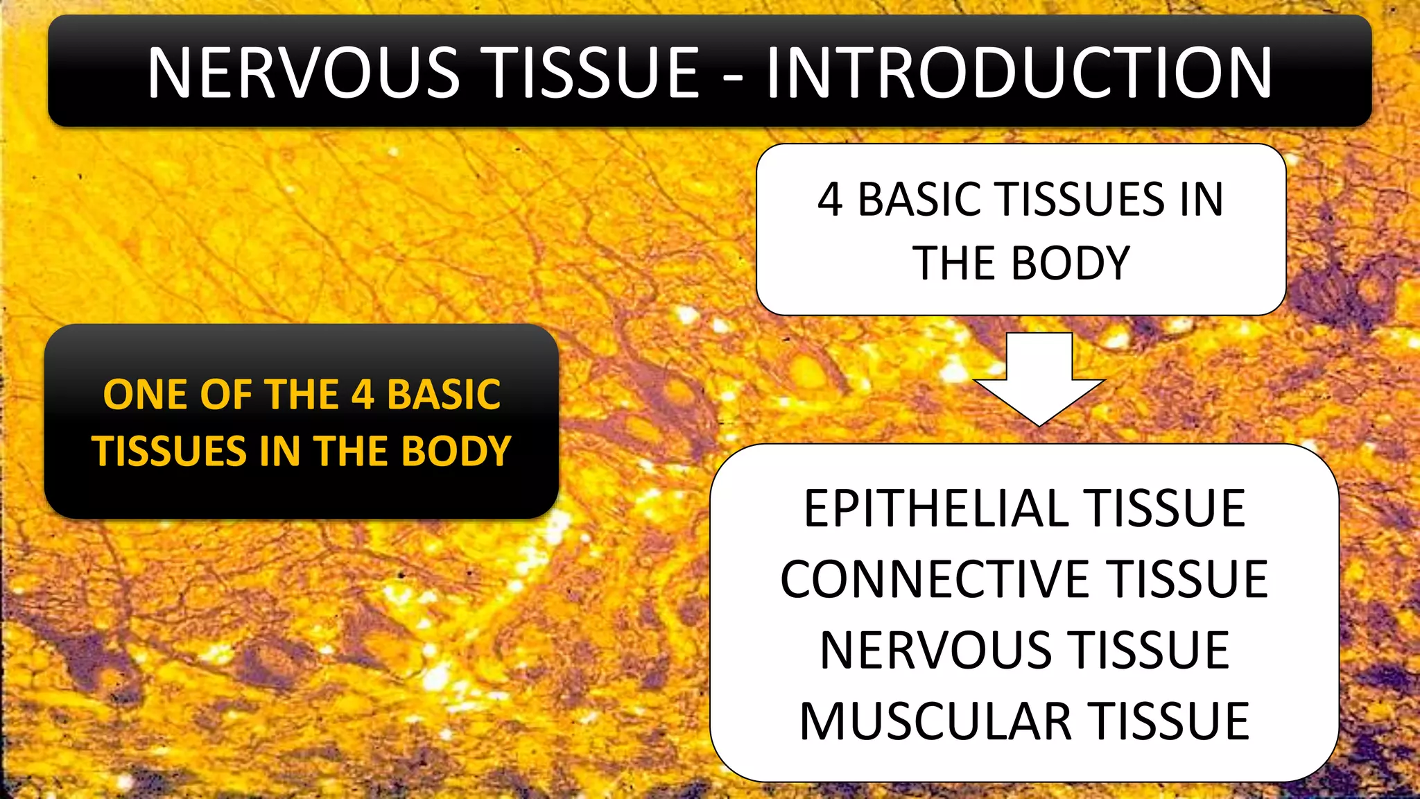 HISTOLOGY OF NERVOUS TISSUE - PART 1 | PPTX