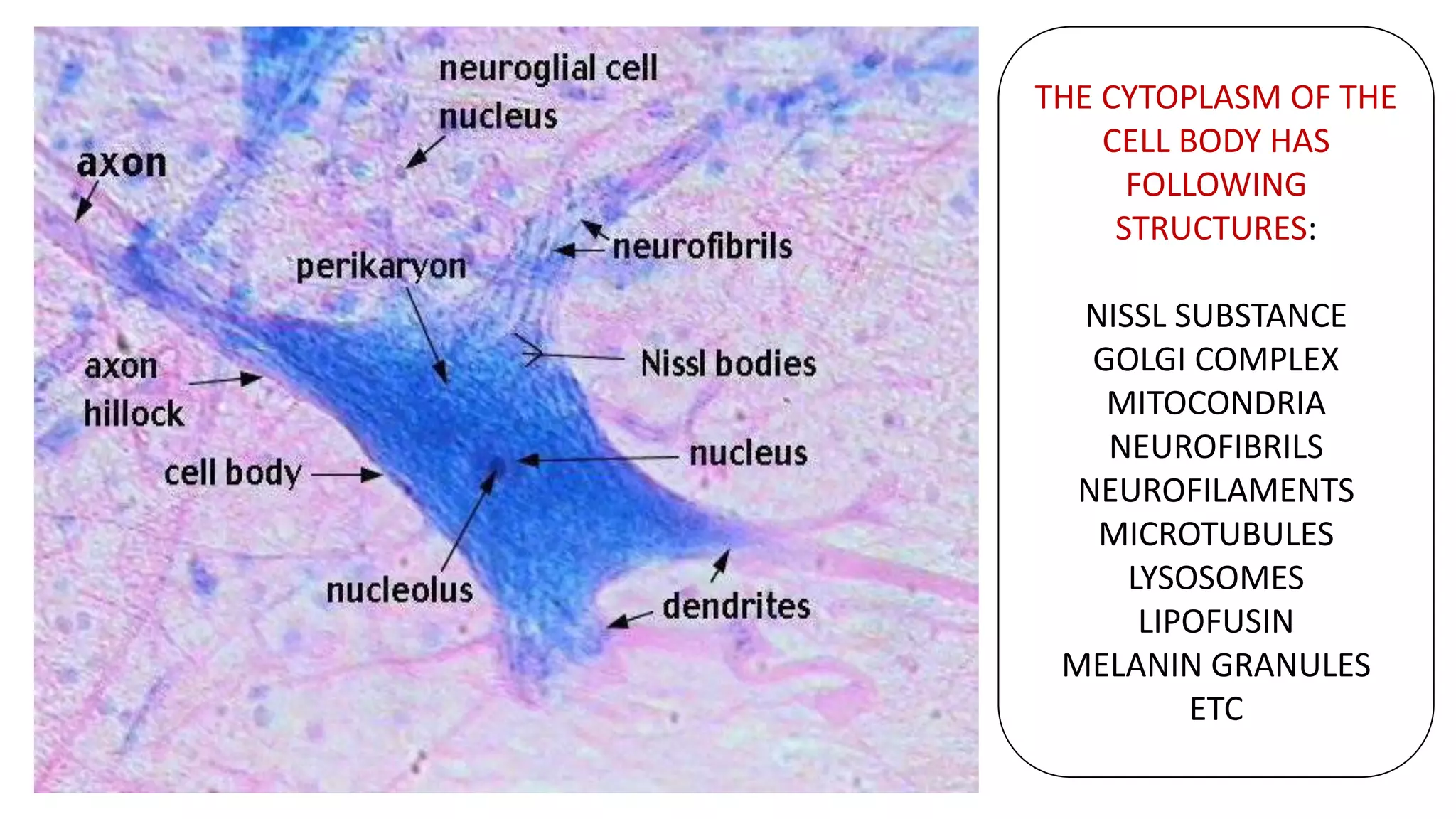 HISTOLOGY OF NERVOUS TISSUE - PART 1 | PPTX