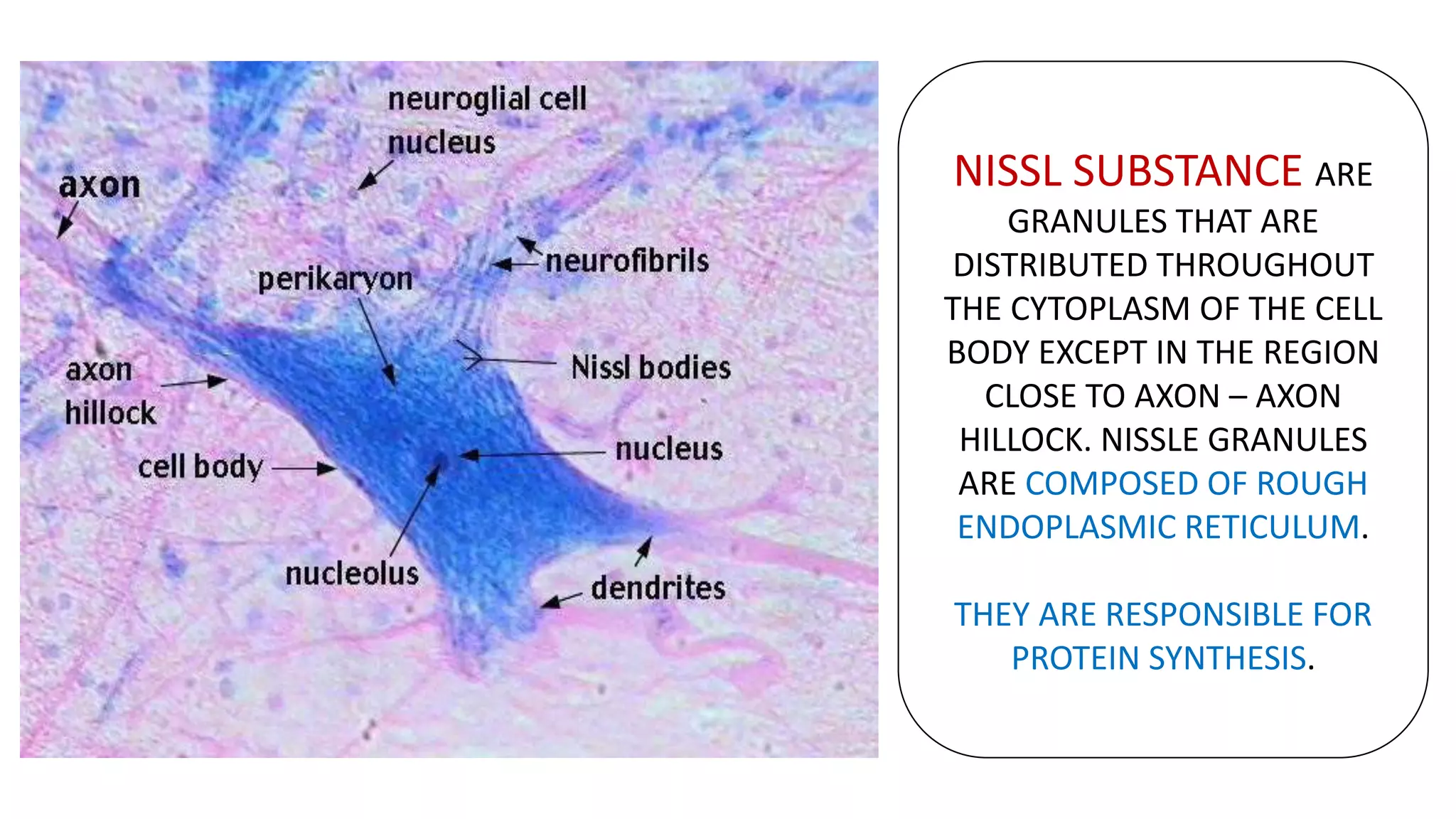 HISTOLOGY OF NERVOUS TISSUE - PART 1 | PPTX