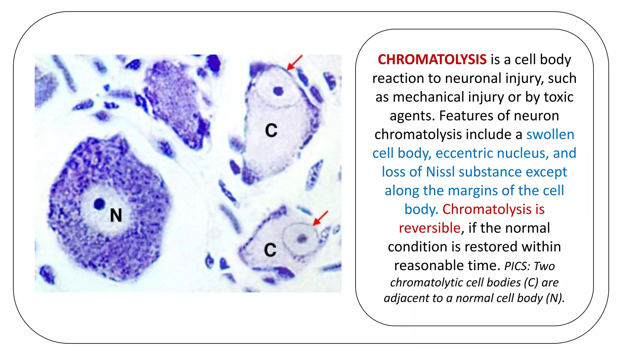 HISTOLOGY OF NERVOUS TISSUE - PART 1 | PPTX