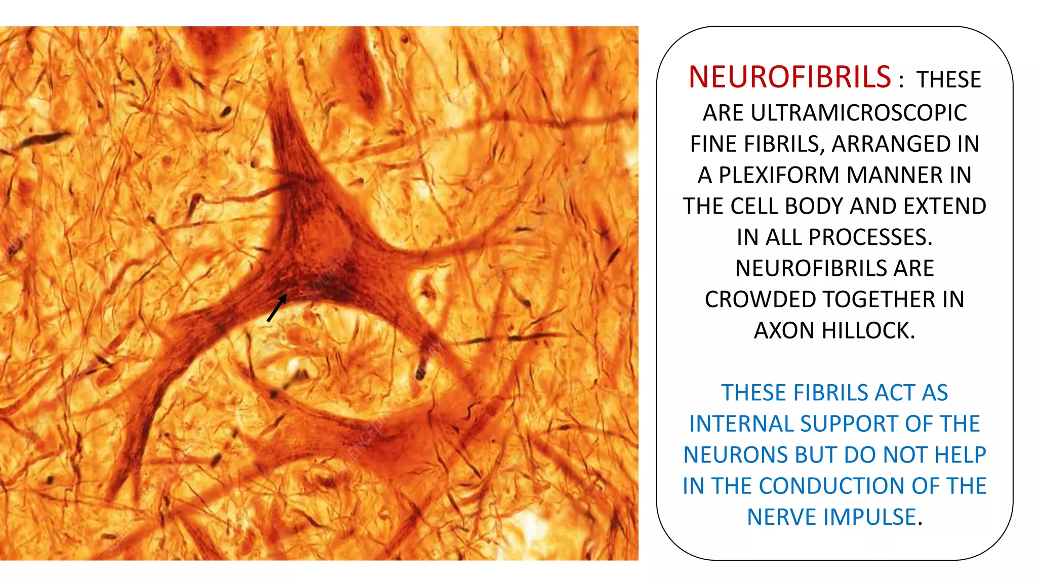 HISTOLOGY OF NERVOUS TISSUE - PART 1 | PPTX