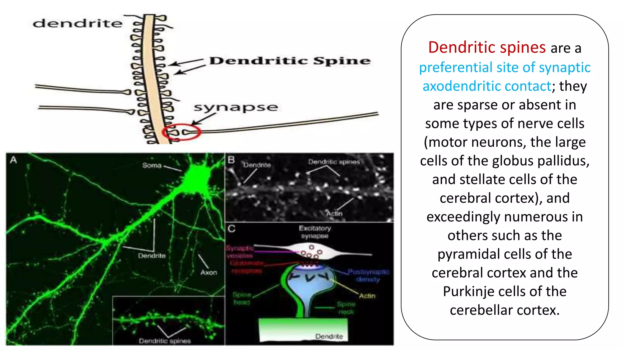 HISTOLOGY OF NERVOUS TISSUE - PART 1 | PPTX
