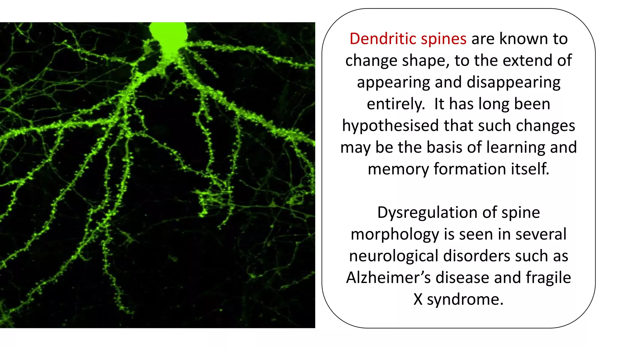 HISTOLOGY OF NERVOUS TISSUE - PART 1 | PPTX