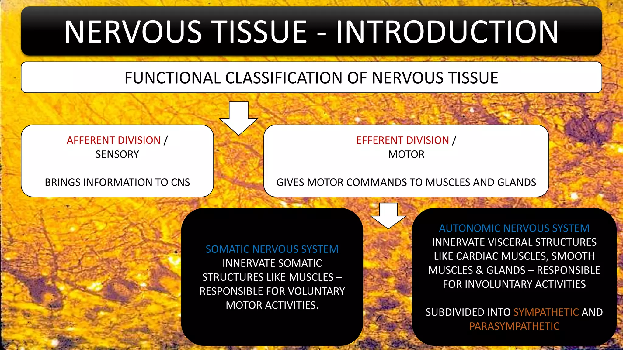 HISTOLOGY OF NERVOUS TISSUE - PART 1 | PPTX