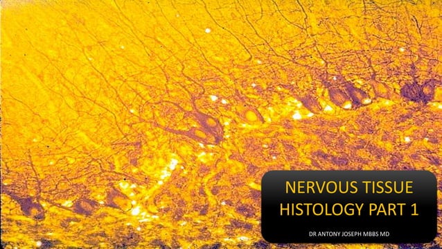 HISTOLOGY OF NERVOUS TISSUE - PART 1 | PPTX