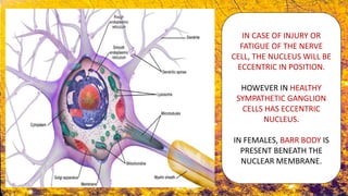 HISTOLOGY OF NERVOUS TISSUE - PART 1 | PPTX