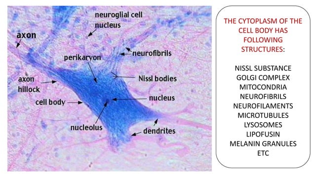 HISTOLOGY OF NERVOUS TISSUE - PART 1 | PPTX