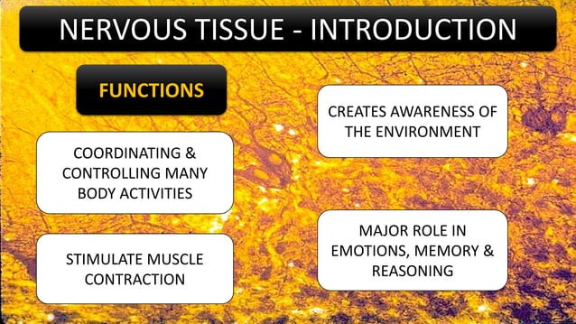 HISTOLOGY OF NERVOUS TISSUE - PART 1 | PPTX
