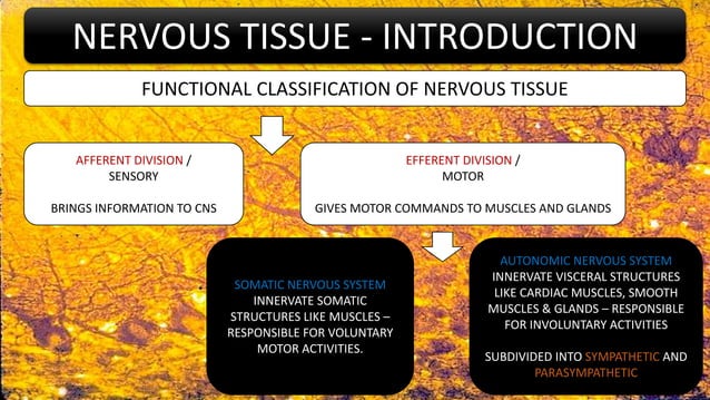 HISTOLOGY OF NERVOUS TISSUE - PART 1 | PPTX