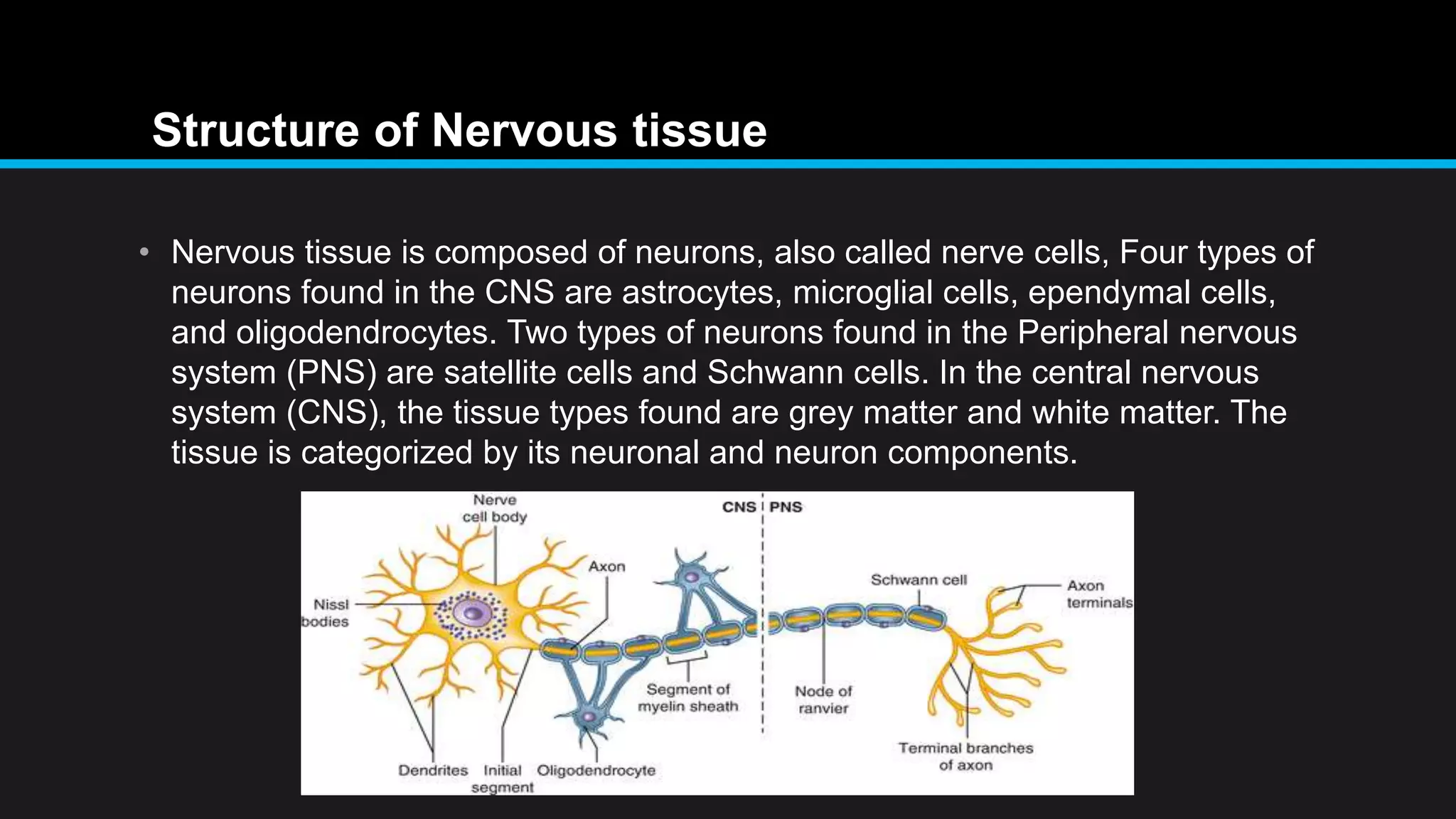 nervous tissue | PPT