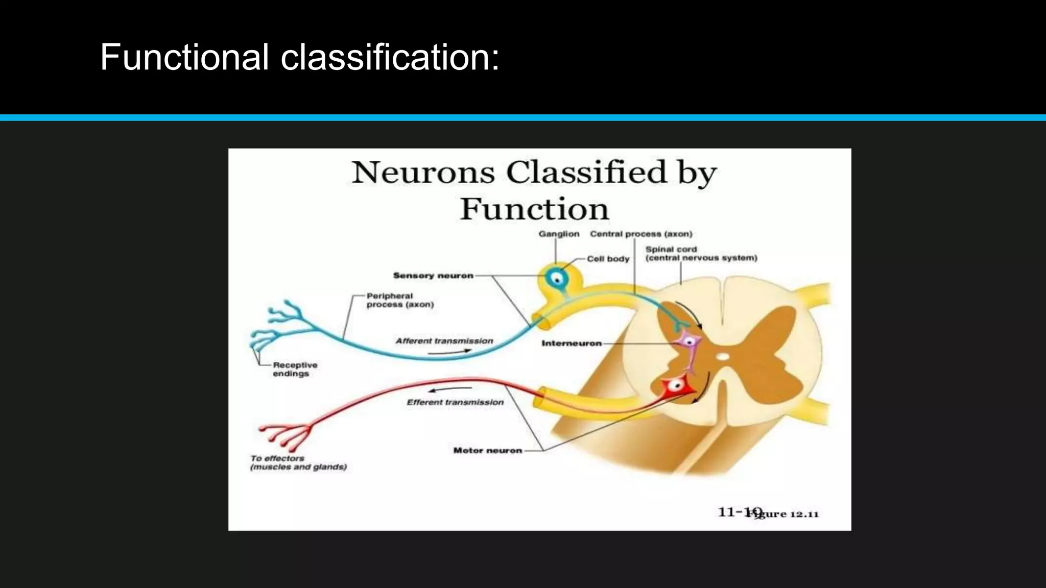 nervous tissue | PPT
