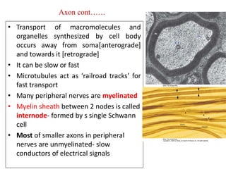 NERVOUS TISSUE.pdf
