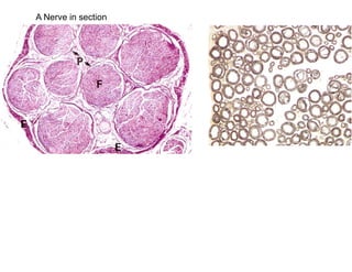 NERVOUS TISSUE.pdf