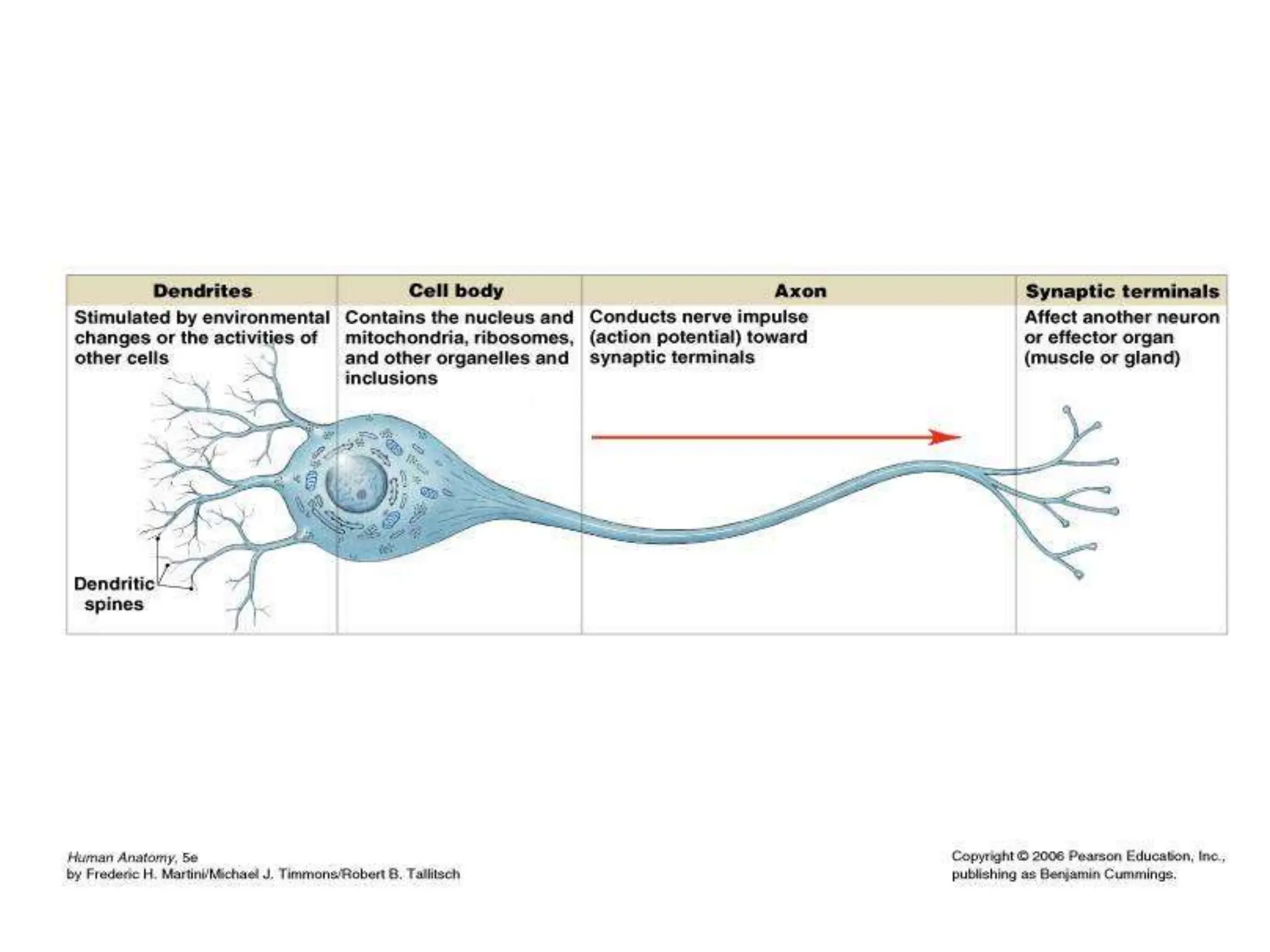 NERVOUS TISSUE.pptx