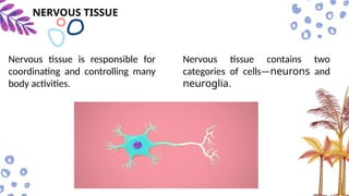 Biology 2 quarter 1 different types of nervous tissue.pptx