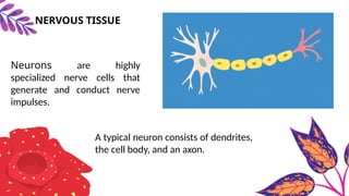 Biology 2 quarter 1 different types of nervous tissue.pptx