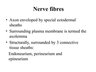 Nervous_Tissue.pptx The neuron is the morphological and functional unit ...
