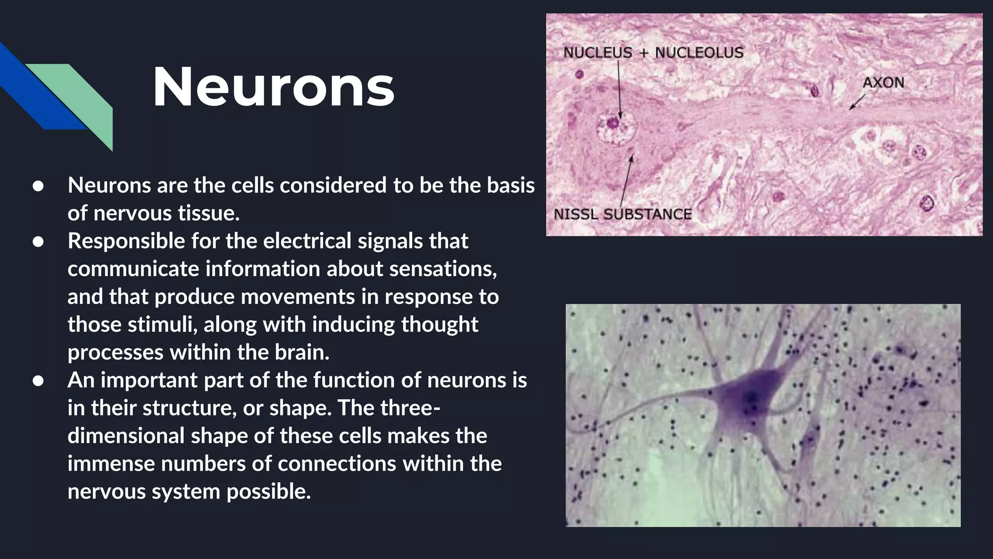 Nervous Tissue- Neuron & Glial.pptx | Free Download