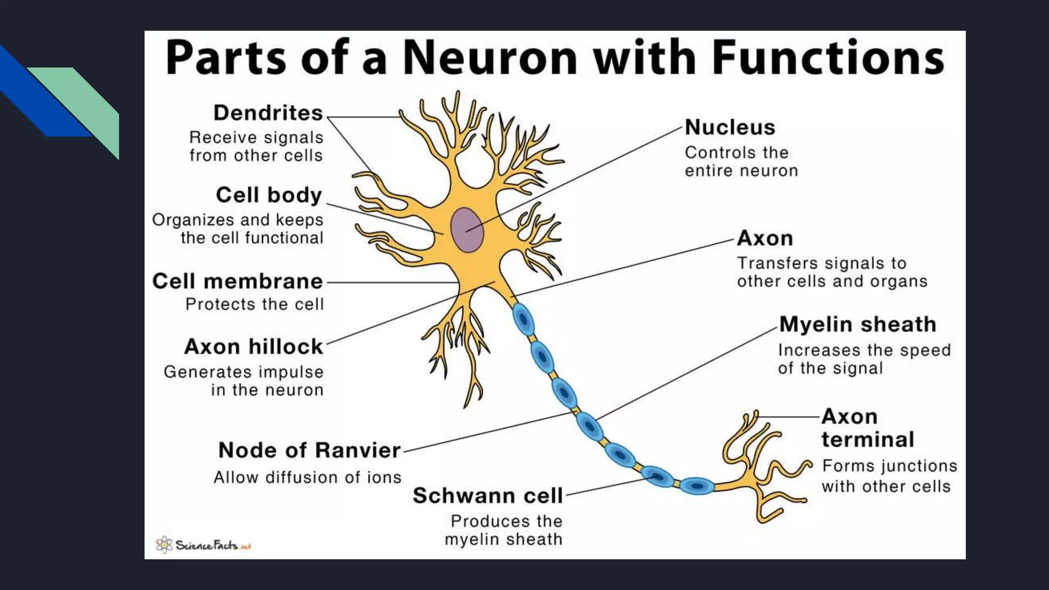 Nervous Tissue- Neuron & Glial.pptx | Free Download