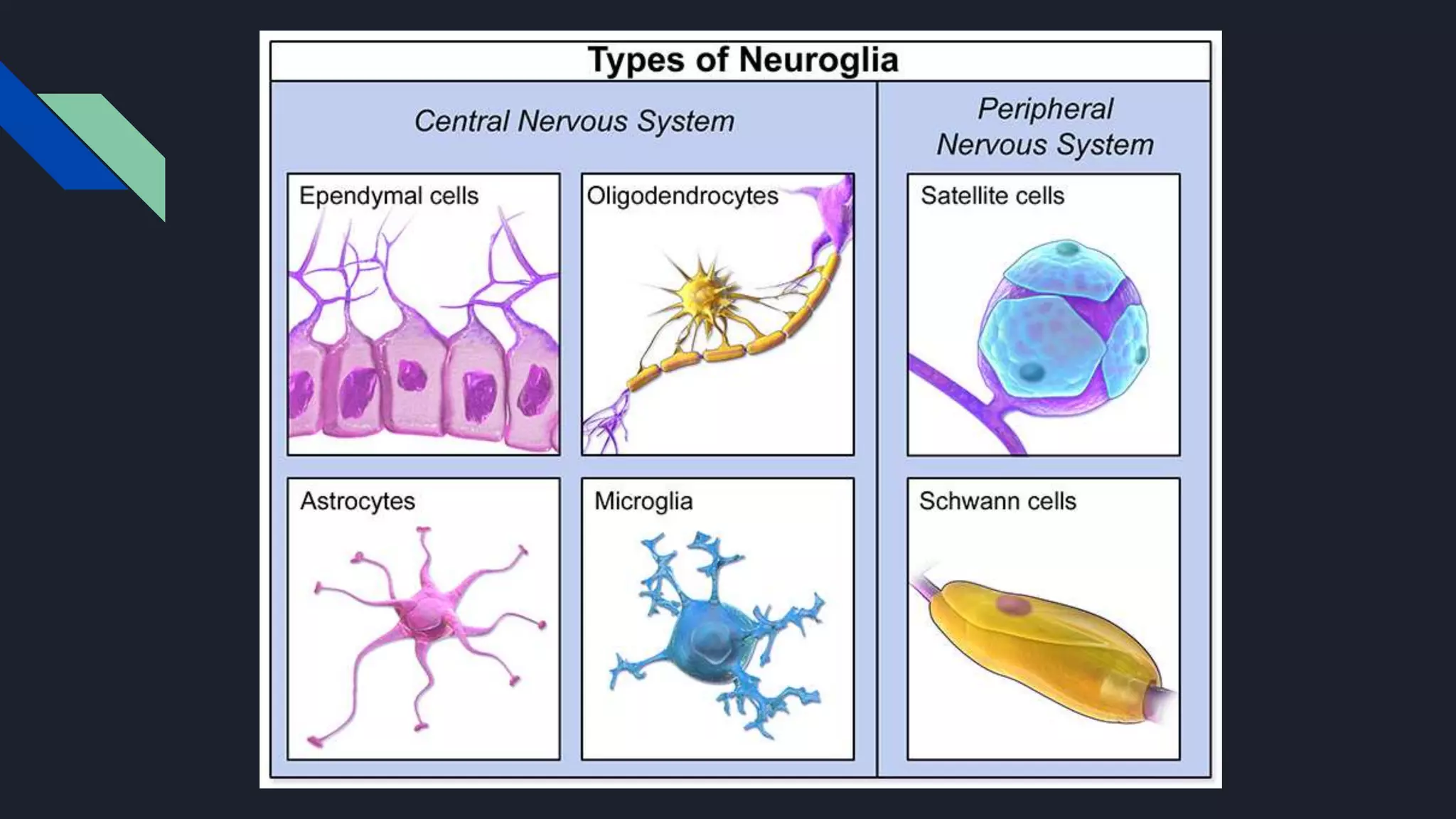 Nervous Tissue- Neuron & Glial.pptx