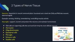 Nervous Tissue- Neuron & Glial.pptx