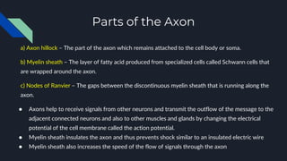 Nervous Tissue- Neuron & Glial.pptx | Free Download