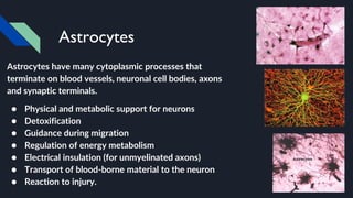 Nervous Tissue- Neuron & Glial.pptx