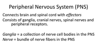 Nervous tissue 1 | PPTX